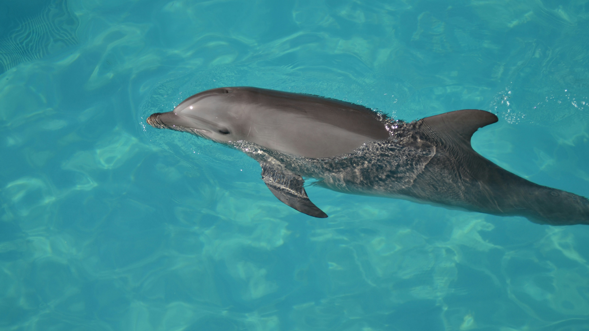 Dolphin Tours with Pontoon Cruises Pensacola